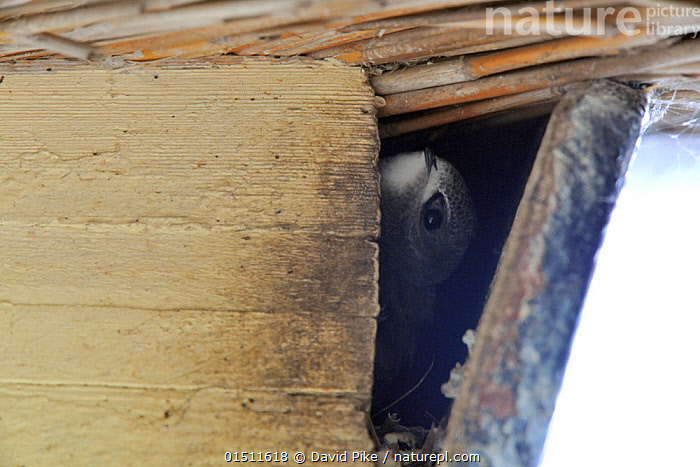 Stock photo of Swift (Apus apus) chicks peering out of nest in building ...