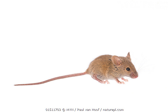 Stock photo of House mouse (Mus musculus) juvenile, Gelderland, The ...