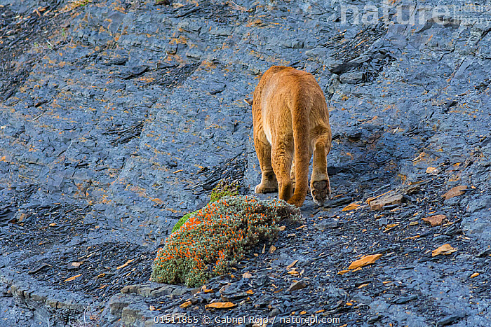 Stock photo of Wild puma (Puma concolor) walking across rocks, rear ...