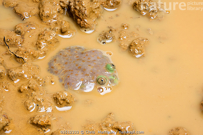 Stock photo of Budgett's Frog (Lepidobatrachus laevis) mostly submerged ...