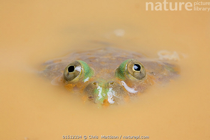 Stock photo of Budgett's Frog (Lepidobatrachus laevis) mostly submerged ...