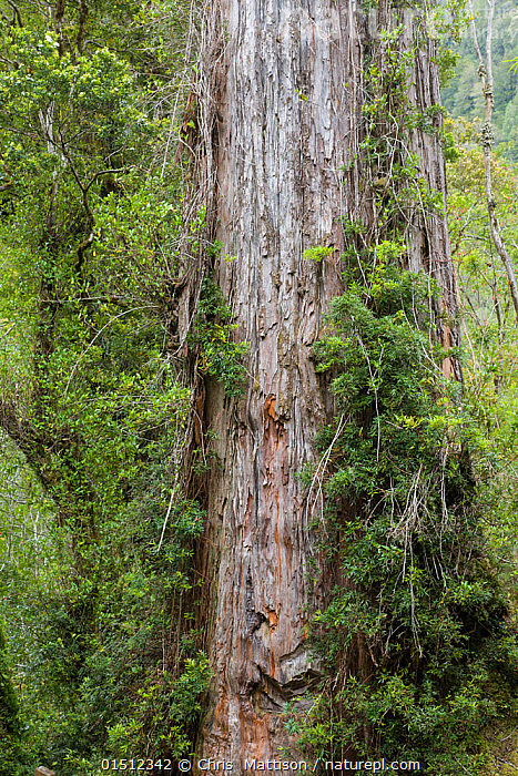 Stock photo of Patagonian larch (Fitzroya cupressoides) trunk, Alerce ...