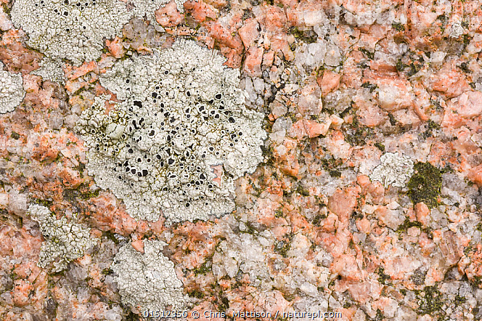 Stock photo of Crustose lichen (Lecanora gangaleoides) on coastal ...