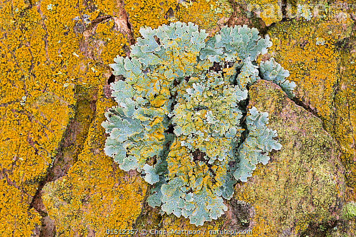 Stock photo of Gold dust lichen (Chrysothrix candelaris) growing around ...