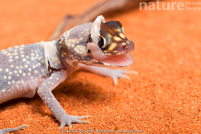 Stock photo of Australian barking gecko (Underwoodisaurus milii ...