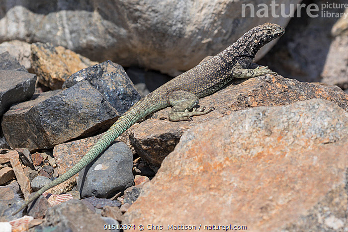 Stock photo of Lava lizard (Microlophus atacamensis) Pan de Azucar ...