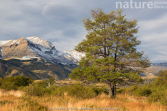 Stock photo of Lenga (Nothofagus pumilio) Torres del Paine National ...