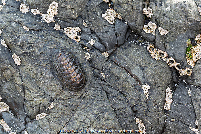 Stock photo of Chiton (Chiton granosus) on rocky shore, Chanaral, Chile ...