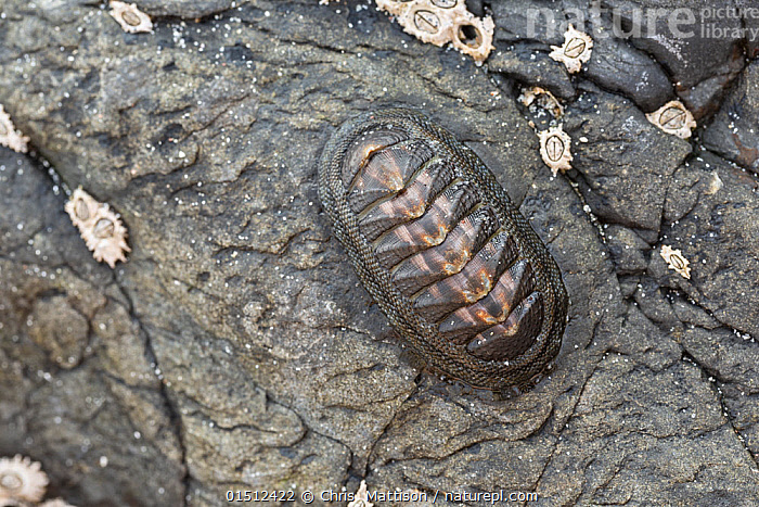 Stock photo of Chiton (Chiton granosus) on rocky shore, Chanaral, Chile ...