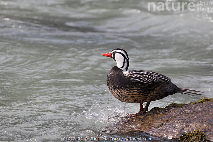Stock photo of Torrent duck (Merganetta armata) male, Torres del Paine ...