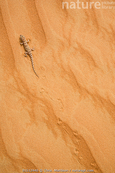 Stock photo of Arabian Desert gecko (Bunopus tuberculatus) in sand ...