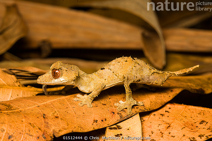 Stock photo of Leaf-tailed gecko (Uroplatus finiavana) on leaf litter ...