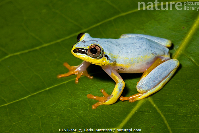 Stock photo of Madagascar reed frog (Heterixalus madagascariensis) blue ...