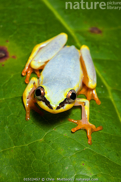 Stock photo of Madagascar reed frog (Heterixalus madagascariensis) blue ...