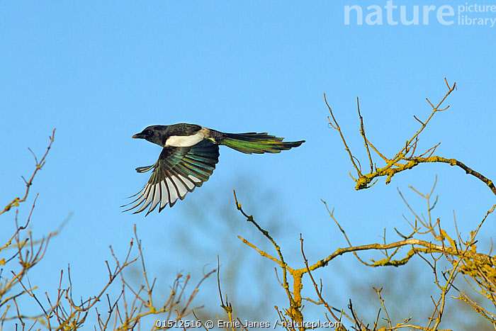 Stock photo of Magpie (Pica pica) taking off from tree, Titchwell ...
