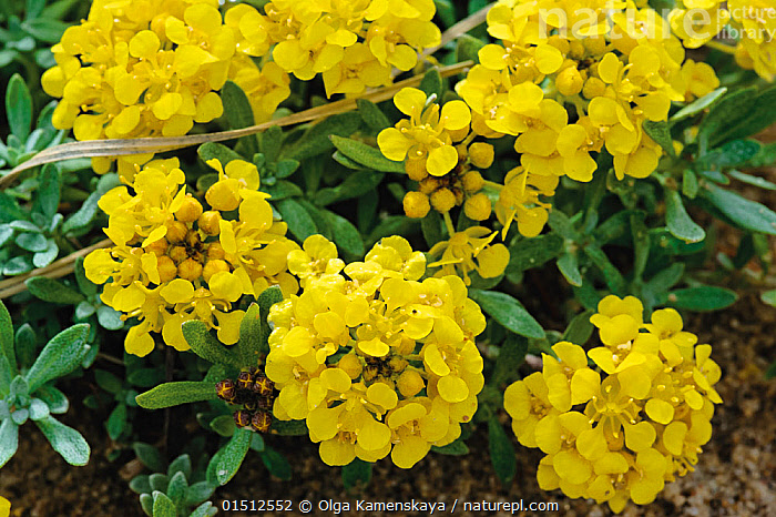 Stock photo of Alison flowers (Alyssum lenense) Olkhon island, Lake ...