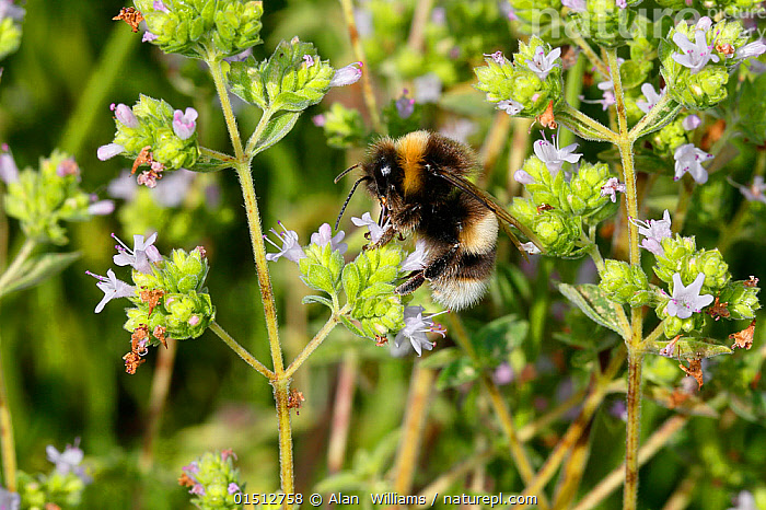 Stock photo of White-tailed bumblebee (Bombus lucorum) male feeding on ...