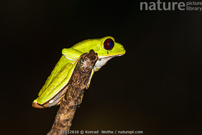 Stock photo of Tarsier leaf frog (Phyllomedusa tarsius) Panguana ...