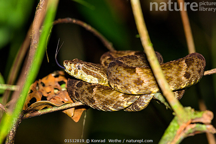 Stock photo of Common lancehead (Bothrops atrox) at night, Panguana ...