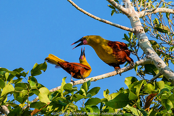 Stock photo of Amazonian oropendolas (Psarocolius yuracares) two ...