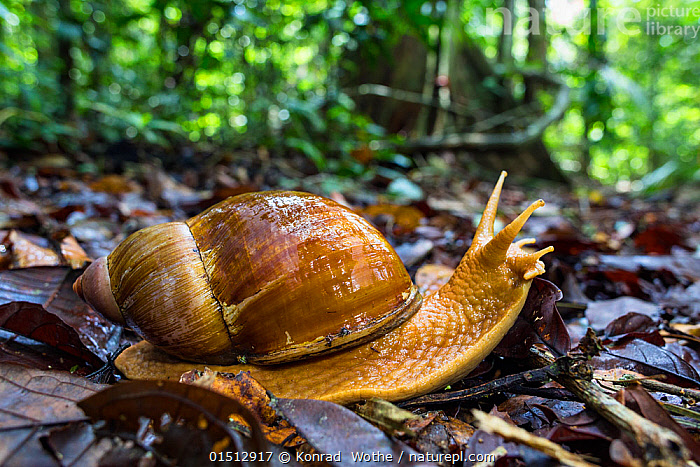 Stock photo of Giant land snail (Megalobulimus sp), Panguana Reserve ...