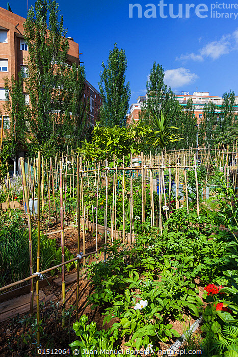 Stock photo of Urban vegetable garden in Barcelona, Catalonia, Spain ...