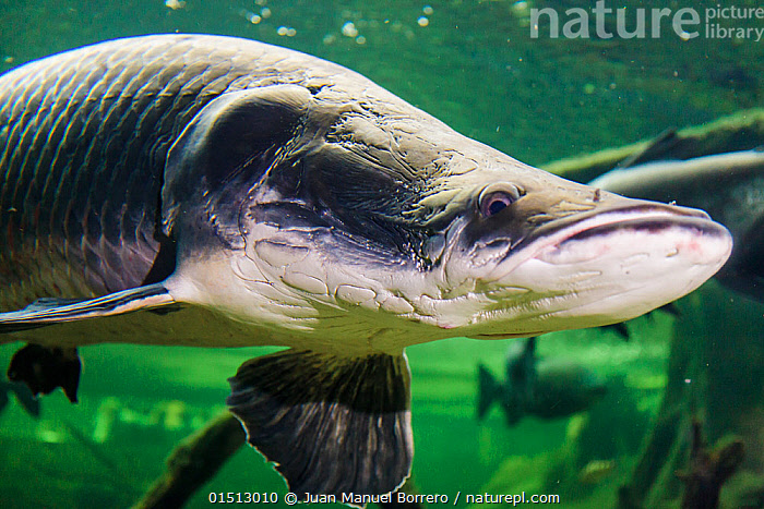 Stock photo of Giant arapaima (Arapaima gigas) captive, occurs in South ...