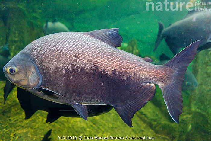 Stock photo of Pacu fish (Colossoma macropomum),captive occurs in South ...