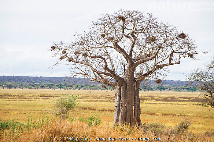 Stock photo of Baobab tree (Adansonia digitata) with birds nests ...
