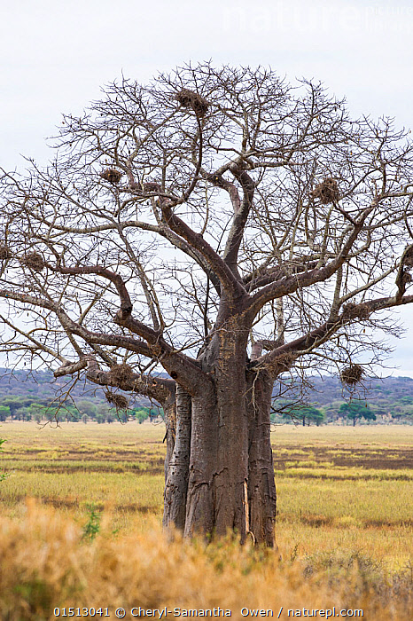 Stock photo of Baobab tree (Adansonia digitata) with birds nests ...