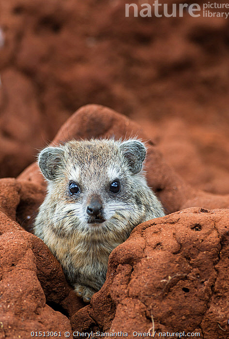 Stock photo of Southern tree hyrax (Dendrohyrax arboreus) on a termite ...