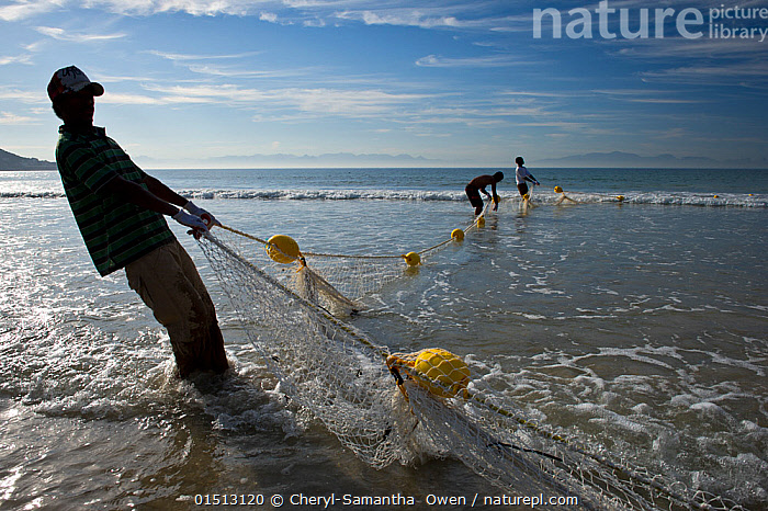 Stock photo of People installing shark exclusion nets designed to act ...