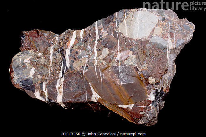 Stock photo of Leesburg conglomerate rock, sedimentary polymictic ...