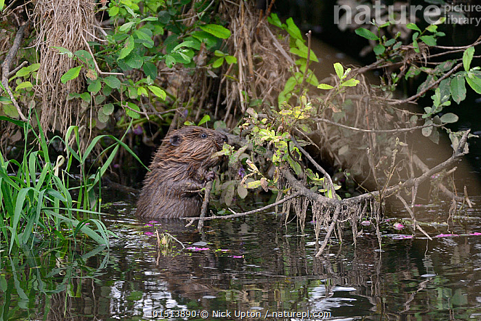 Stock photo of Young Eurasian beaver (Castor fiber) feeding on a willow ...