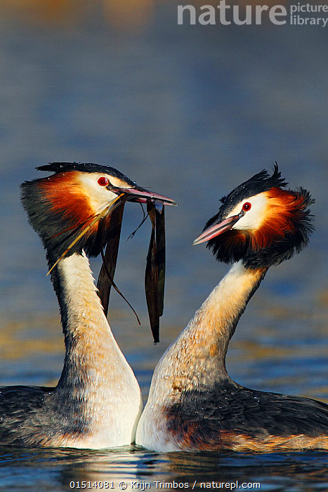 Stock photo of Great crested grebe (Podiceps cristatus) pair in 'weed ...