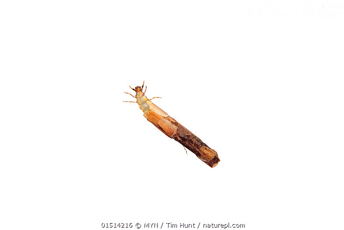 Stock photo of Caddisfly (Trichoptera) larva with twig case ...