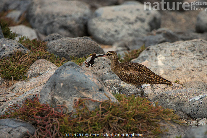 Stock photo of Whimbrel (Numenius phaeopus hudsonicus) with crab prey ...