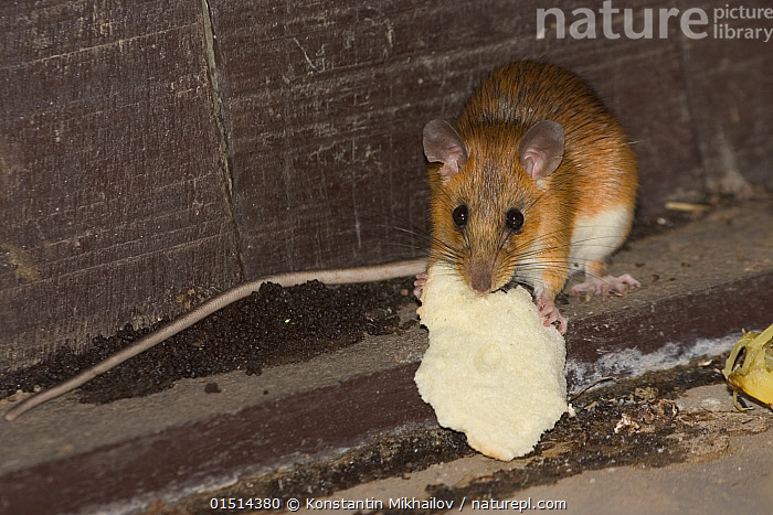 Stock photo of Tenasserim white-bellied rat (Niniventer tenaster ...