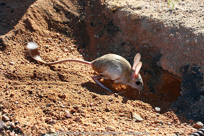Stock photo of Mongolian five-toed jerboa (Allactaga sibirica) digging ...