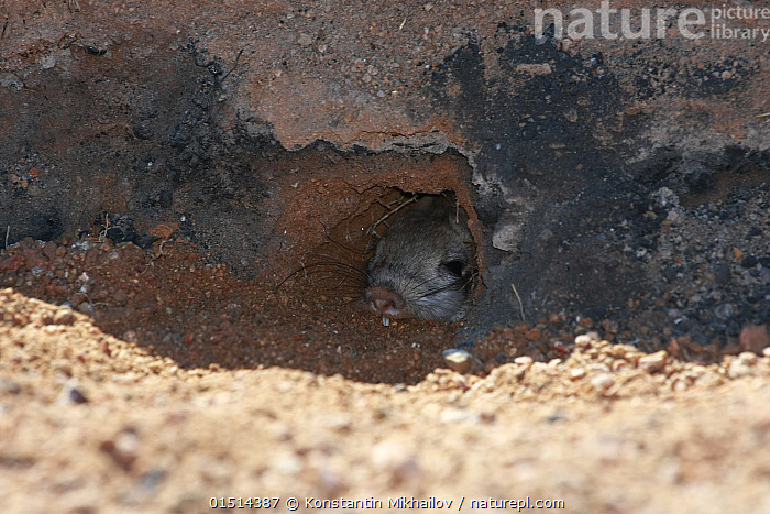 Stock photo of Mongolian five-toed jerboa (Allactaga sibirica) digging ...