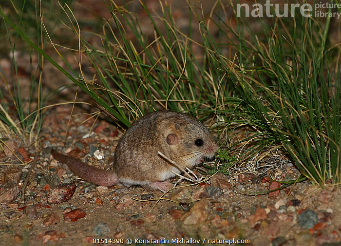 Stock photo of Five-toed pygmy jerboa (Cardiocranius paradoxus) feeding ...