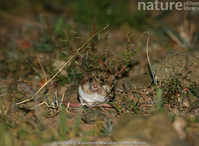 Five Toed Pygmy Jerboa Jerboa
