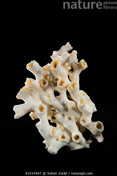 Stock photo of Deepsea Hard coral (Lophelia pertusa) from Atlantic ...
