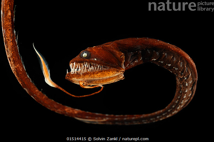 Stock photo of Ribbon sawtail fish (Idiacanthus fasciola) from Atlantic ...