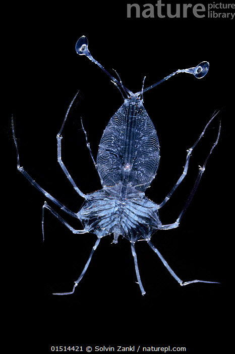Stock photo of Larva of a Slipper lobster (Scyllaridae) Sargasso Sea ...