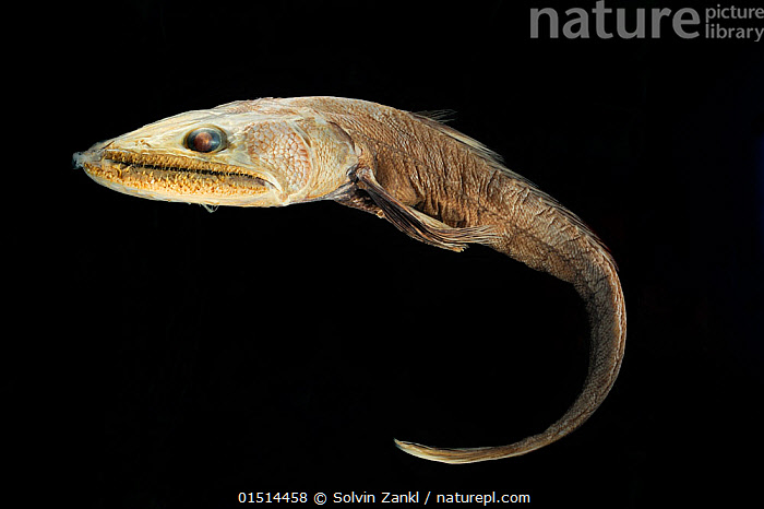Stock photo of Deepsea lizardfish (Bathysaurus ferox) specimen, from ...