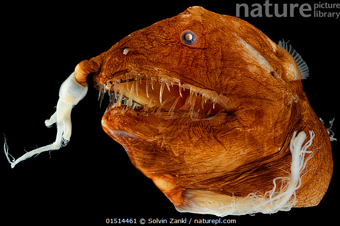 Stock photo of Illuminated netdevil (Linophryne arboritera), female ...