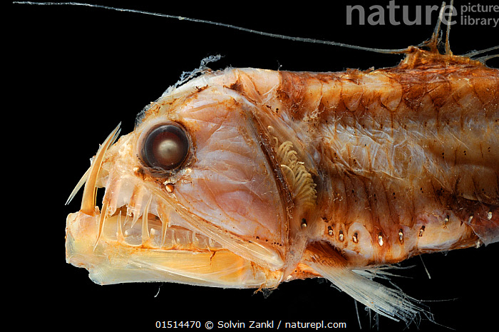 Stock photo of Deepsea Viperfish (Chauliodus sloani) specimen from the ...