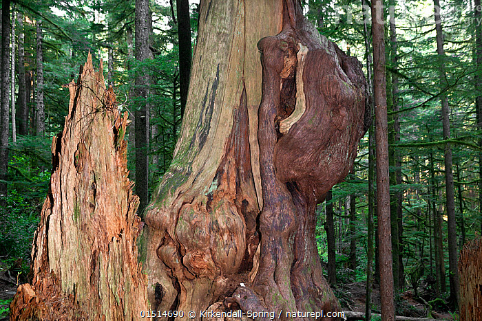 Stock photo of 'Canada's Gnarliest Tree' Avatar Grove Protected Area ...