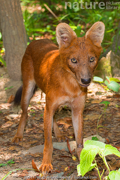 Stock photo of Asiatic wild dog (Cuon alpinus) captive, occurs in Asia ...